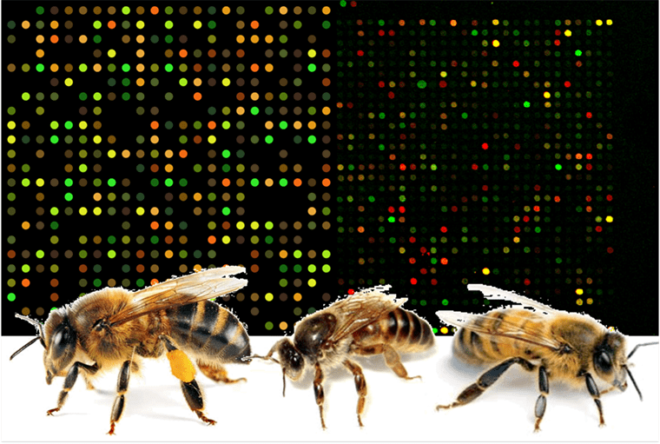 Genes, Bees and Who We Become - Sapien Labs | Neuroscience | Human ...