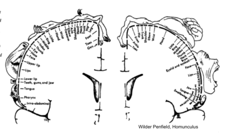 Homunculus - Sapien Labs | Neuroscience | Human Brain Diversity Project