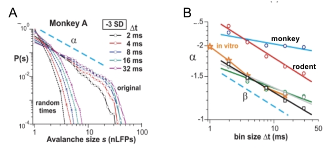 Neuronal Avalanches: What are They and What do They Mean? - Sapien Labs ...