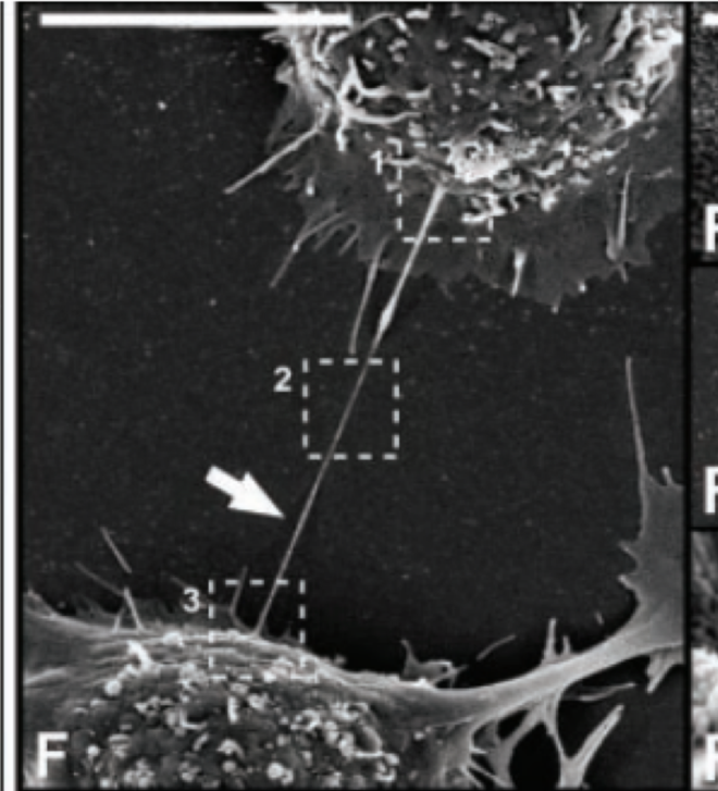 Transport of Proteins, RNA and DNA among Brain Cells - Sapien Labs ...