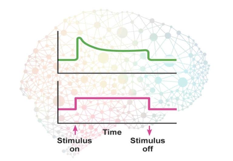 Finding an Alternative to Connectionism – Sapien Labs | Neuroscience ...