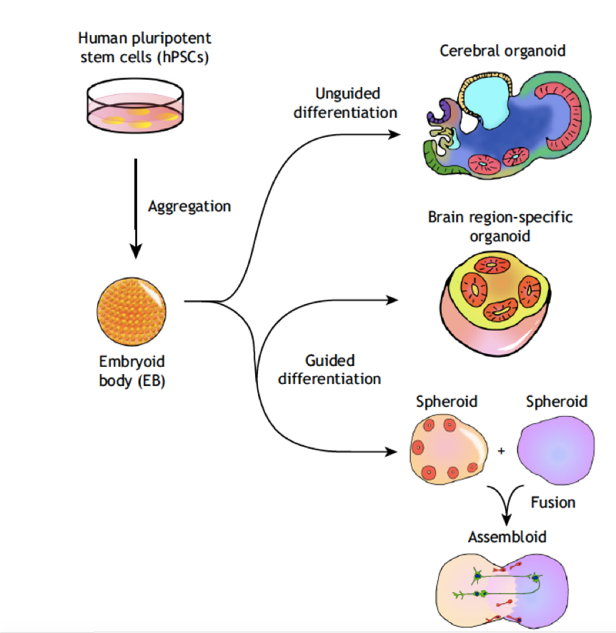 Human Brain Organoids: What They Are and Aren’t - Sapien Labs | Shaping ...