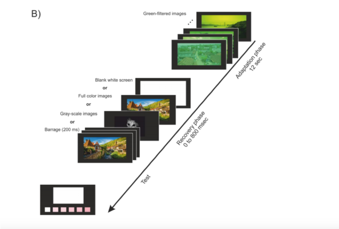 Adaptive Mechanisms and Afterimages - Sapien Labs | Shaping the Future ...