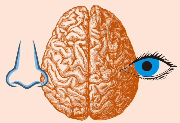Three Talks on Individual Differences in the Brain and Behavior ...
