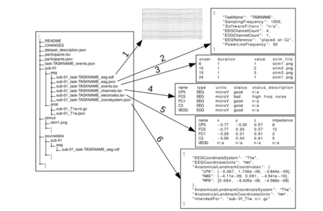 The BIDS Data Structure for EEG - Sapien Labs | Shaping the Future of ...