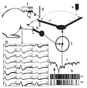 A Primer on Brain Machine Interface - Sapien Labs | Shaping the Future ...