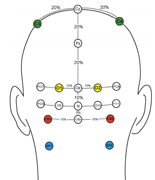 Can you measure EEG in the Cerebellum? - Sapien Labs | Shaping the ...
