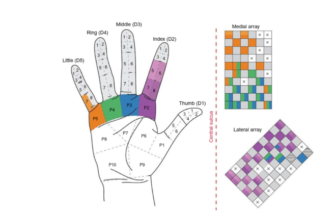 Bidirectional Interface for BCI - Sapien Labs | Shaping the Future of ...