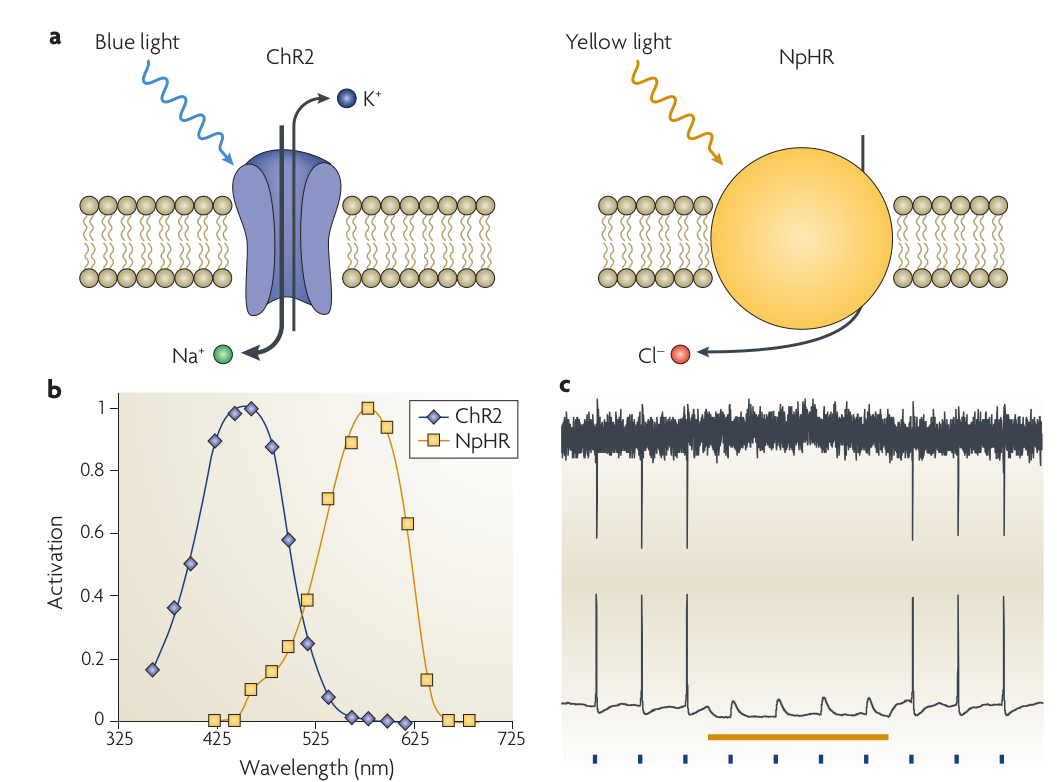 Optical Stimulation in Bidirectional BCI - Sapien Labs | Shaping the ...