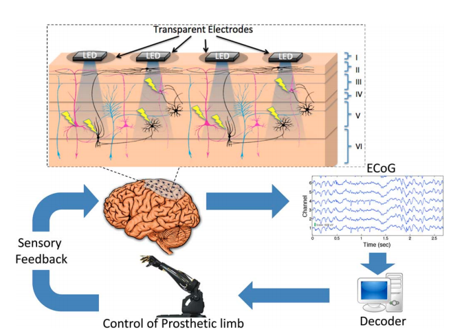 Optical Stimulation in Bidirectional BCI - Sapien Labs | Shaping the ...