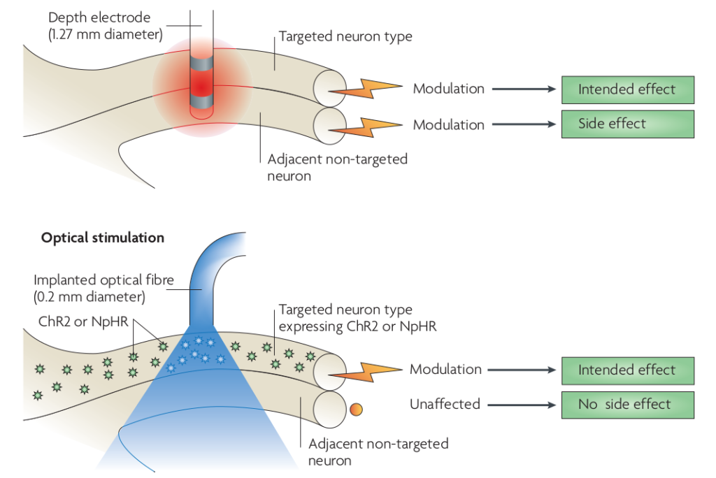 Optical Stimulation in Bidirectional BCI - Sapien Labs | Shaping the ...