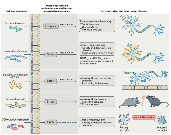 The Microbiome-Brain Challenge - Sapien Labs | Shaping the Future of ...